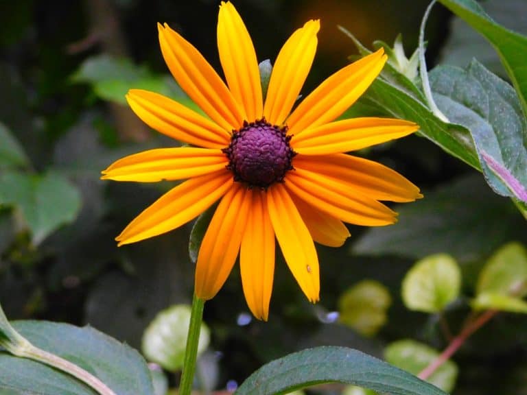 22 Types of Orange Flowers + Pictures | FlowerGlossary.com