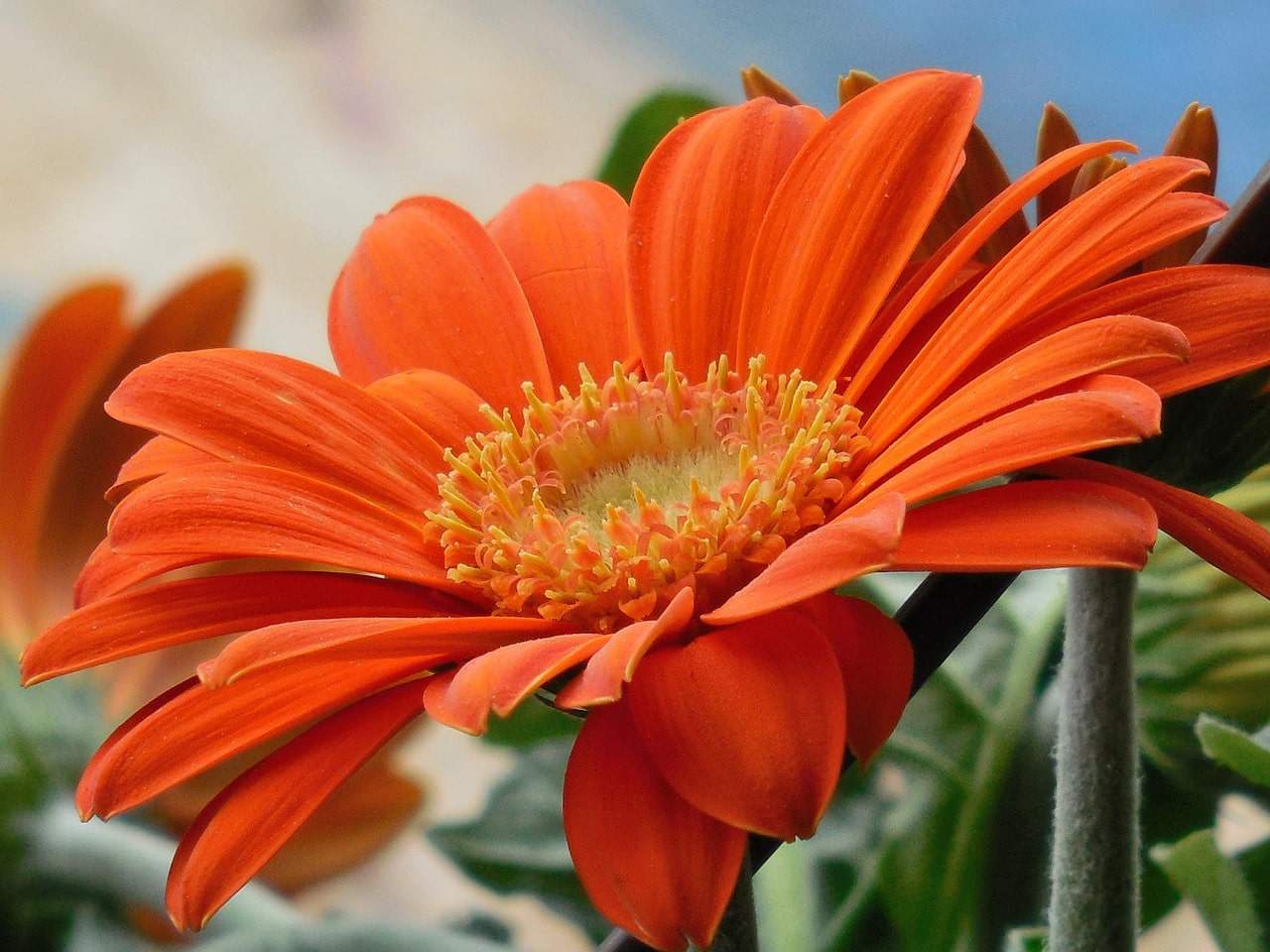22 Types of Orange Flowers + Pictures | FlowerGlossary.com