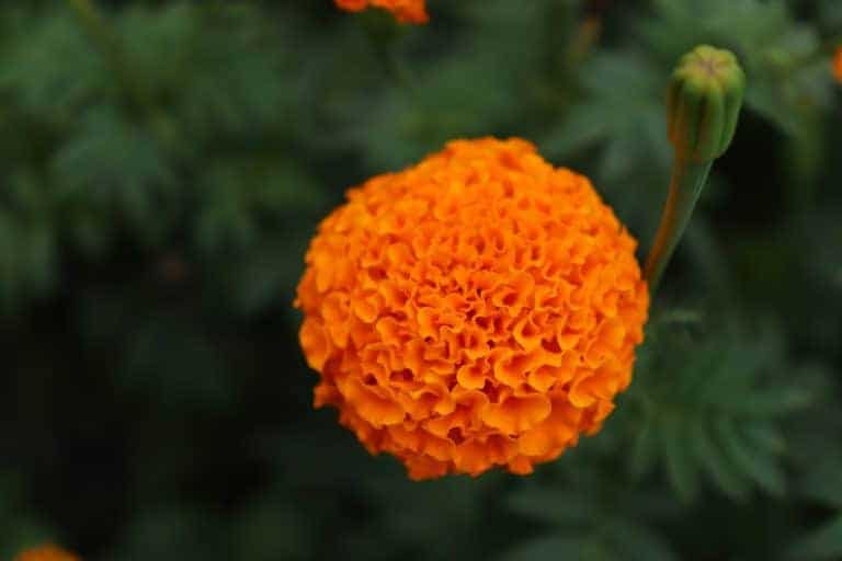22 Types of Orange Flowers + Pictures | FlowerGlossary.com