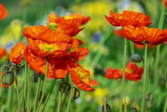 22 Types of Orange Flowers + Pictures | FlowerGlossary.com