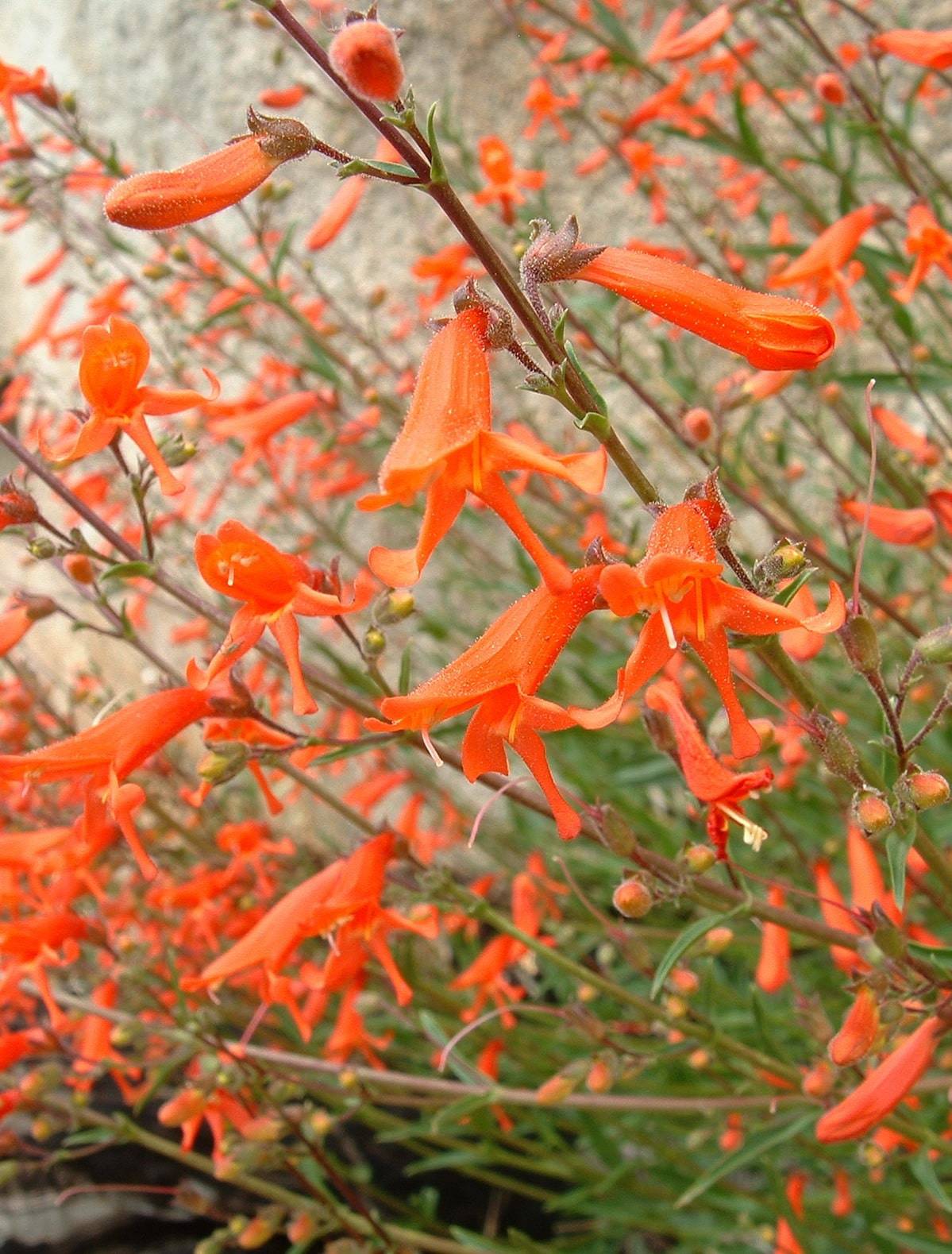 22 Types of Orange Flowers + Pictures | FlowerGlossary.com