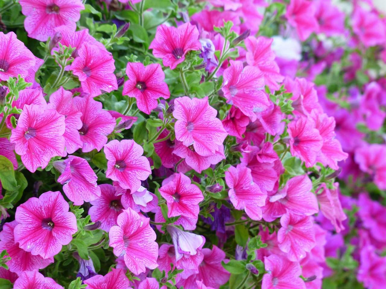 Pink Flowers: 21 Types + Pictures | FlowerGlossary.com