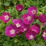 Pink Flowers: 21 Types + Pictures | FlowerGlossary.com