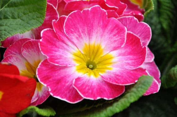 Pink Flowers: 21 Types + Pictures | FlowerGlossary.com