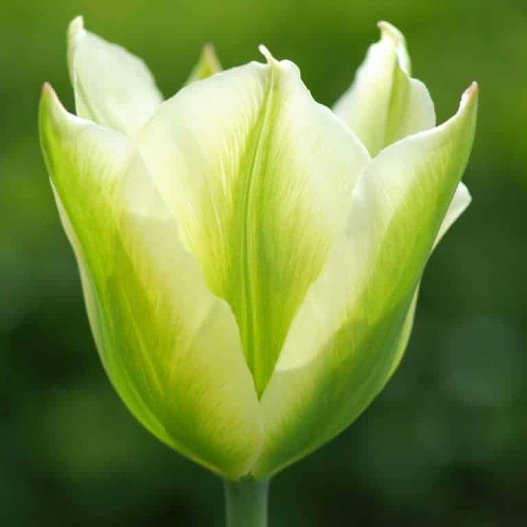 19 Types of Green Flowers + Pictures | FlowerGlossary.com