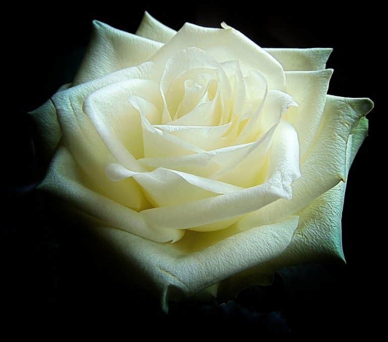 White Roses: Meaning & History | Flower Glossary