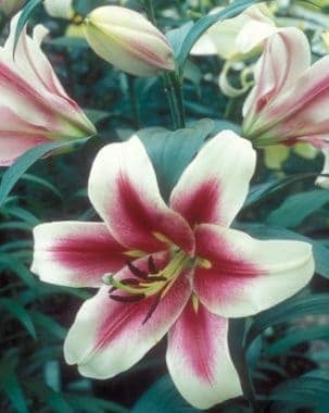 Lilies: 40 Types with Pictures | Lily Flowers | FlowerGlossary.com