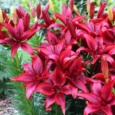 Lilies: 40 Types with Pictures | Lily Flowers | FlowerGlossary.com