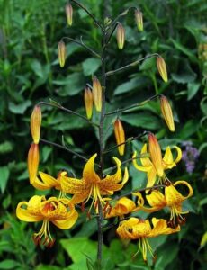 Lilies: 40 Types with Pictures | Lily Flowers | FlowerGlossary.com