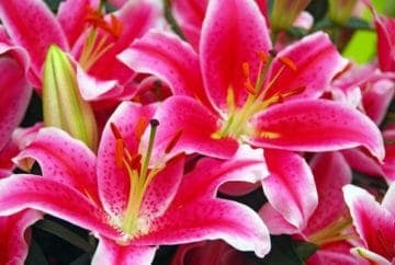 Lilies: 40 Types with Pictures | Lily Flowers | FlowerGlossary.com