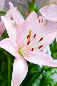 Lilies: 40 Types with Pictures | Lily Flowers | FlowerGlossary.com