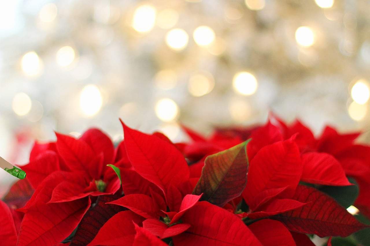 Our 25 Favorite Christmas Flowers, Wreaths and Mini Trees | Flower Glossary
