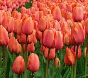 50 Types of Tulip Flowers with Pictures | Flower Glossary
