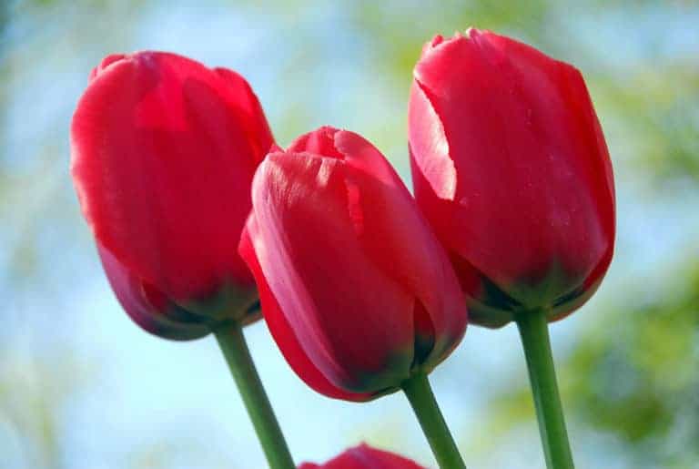 50 Types of Tulip Flowers with Pictures | Flower Glossary