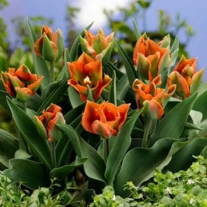 50 Types of Tulip Flowers with Pictures | Flower Glossary