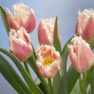 50 Types of Tulip Flowers with Pictures | Flower Glossary