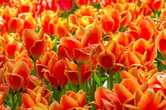 50 Types of Tulip Flowers with Pictures | Flower Glossary