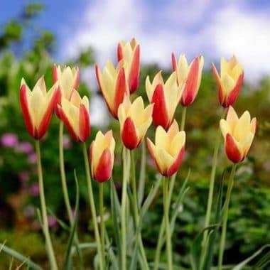 50 Types of Tulip Flowers with Pictures | Flower Glossary