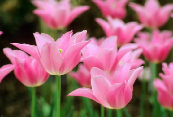 50 Types of Tulip Flowers with Pictures | Flower Glossary