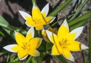 50 Types of Tulip Flowers with Pictures | Flower Glossary