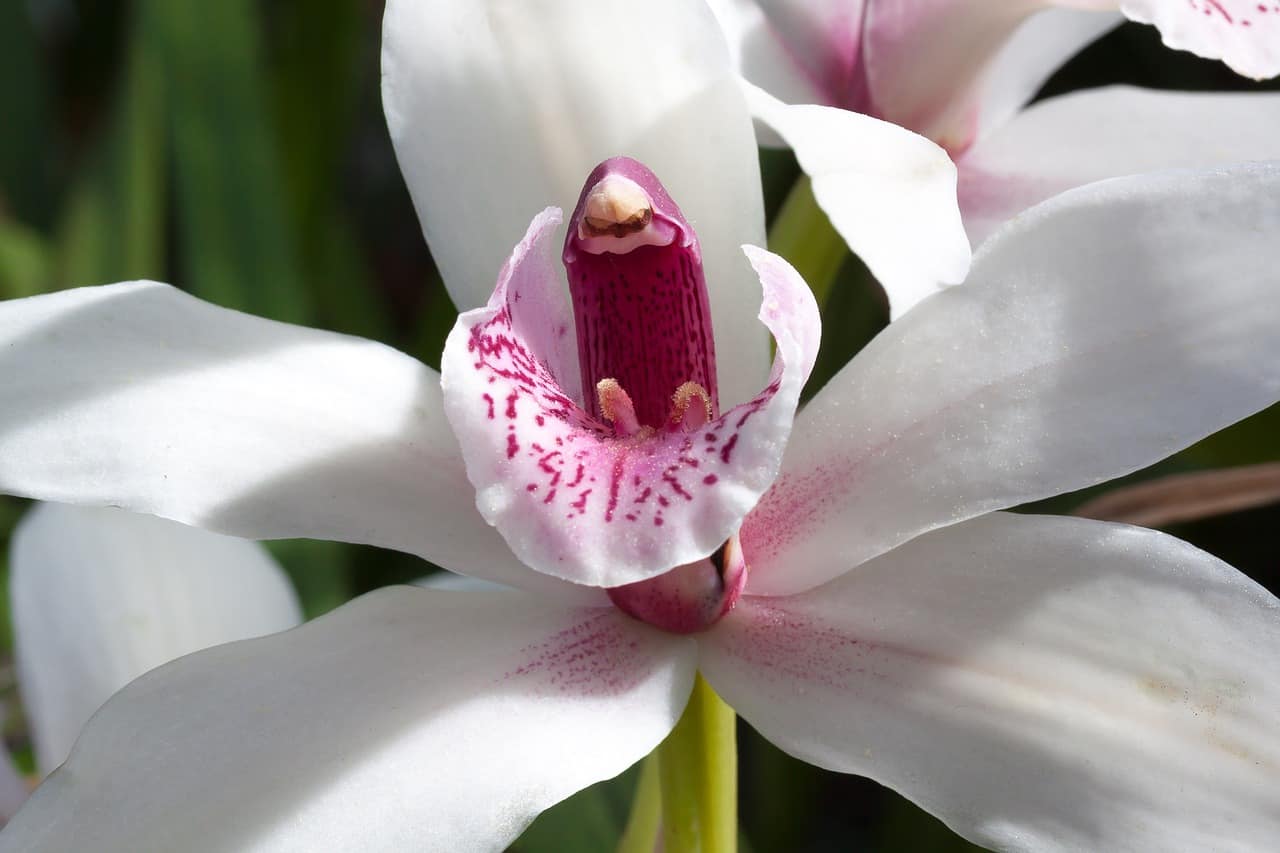 20 Types of Orchids plus Pictures | Flower Glossary