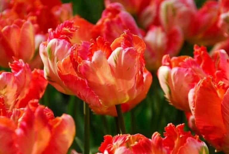 50 Types of Tulip Flowers with Pictures | Flower Glossary