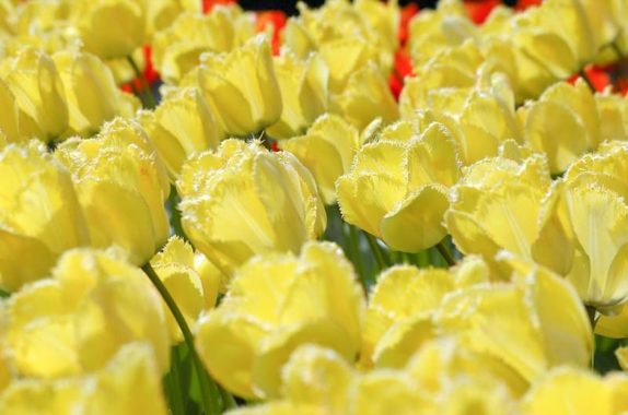 50 Types of Tulip Flowers with Pictures | Flower Glossary