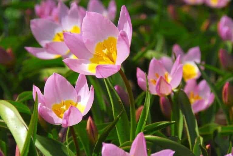 50 Types of Tulip Flowers with Pictures | Flower Glossary