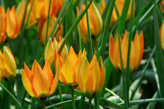 50 Types of Tulip Flowers with Pictures | Flower Glossary