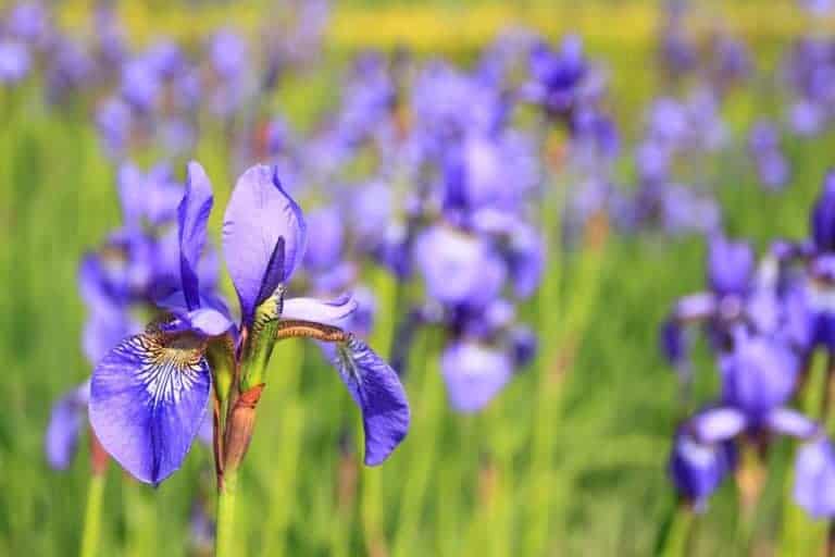 15 Popular Spring Flowers with Pictures | Flower Glossary