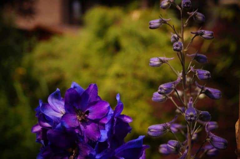 Meaning of Flowers - 45 Flower Meanings + Pictures | Flower Glossary