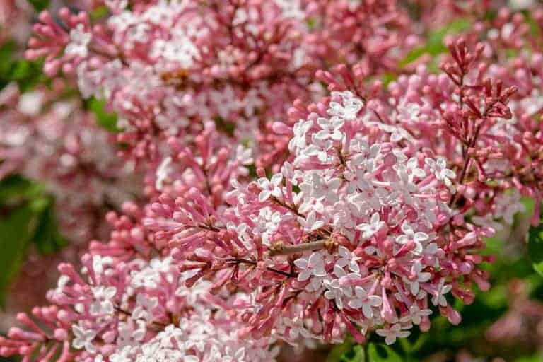 15 Popular Spring Flowers with Pictures | Flower Glossary