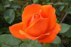 Orange Roses: Meaning & Pictures | Flower Glossary