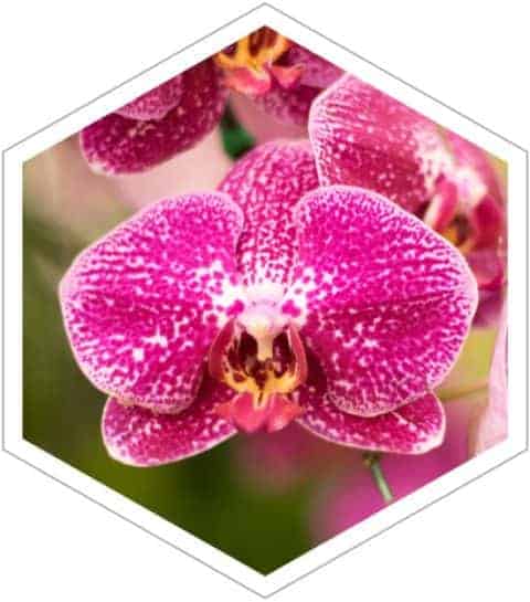 20 Types of Tropical Flowers with Pictures | Flower Glossary