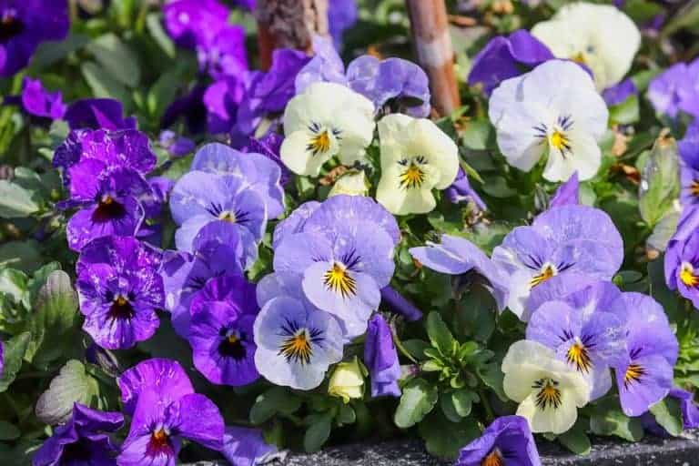 15 Popular Spring Flowers with Pictures | Flower Glossary