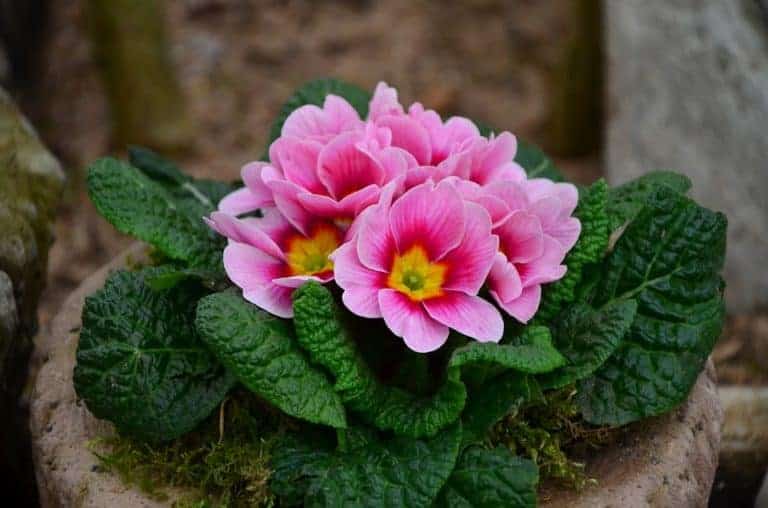 15 Popular Spring Flowers with Pictures | Flower Glossary