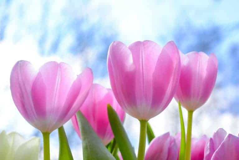 15 Popular Spring Flowers with Pictures | Flower Glossary