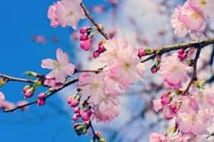 State Flowers with Pictures & Descriptions | Flower Glossary
