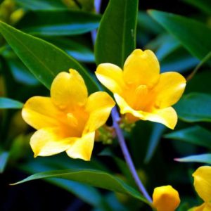 State Flowers with Pictures & Descriptions | Flower Glossary