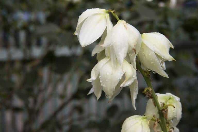 State Flowers with Pictures & Descriptions | Flower Glossary