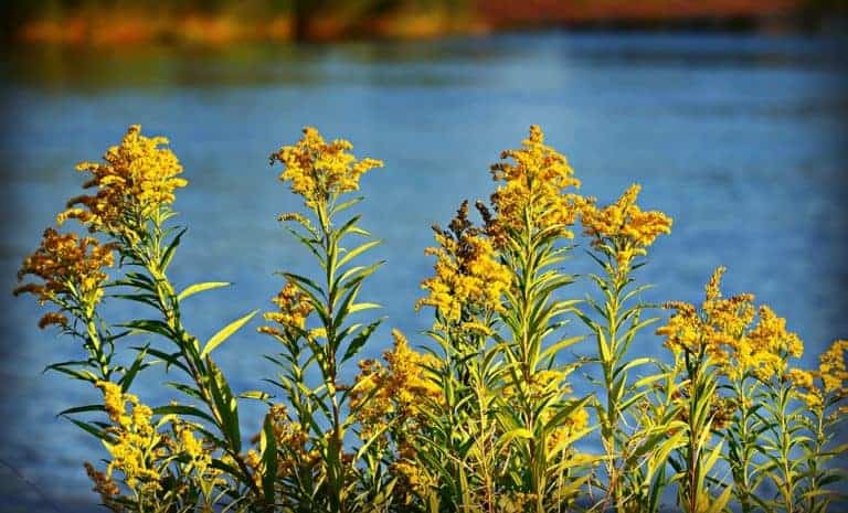 State Flowers with Pictures & Descriptions | Flower Glossary