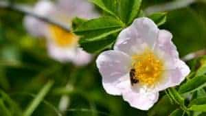 State Flowers with Pictures & Descriptions | Flower Glossary