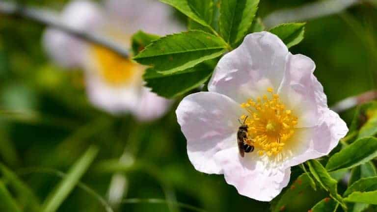 State Flowers with Pictures & Descriptions | Flower Glossary