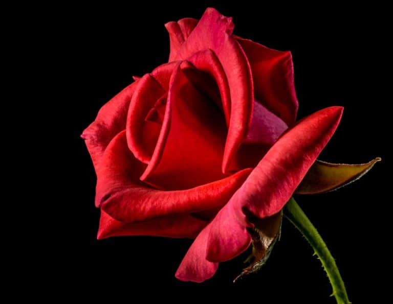 State Flowers with Pictures & Descriptions | Flower Glossary