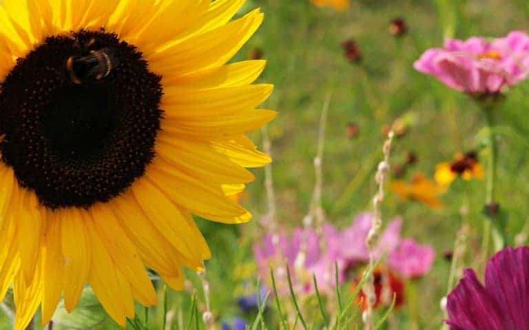 State Flowers with Pictures & Descriptions | Flower Glossary