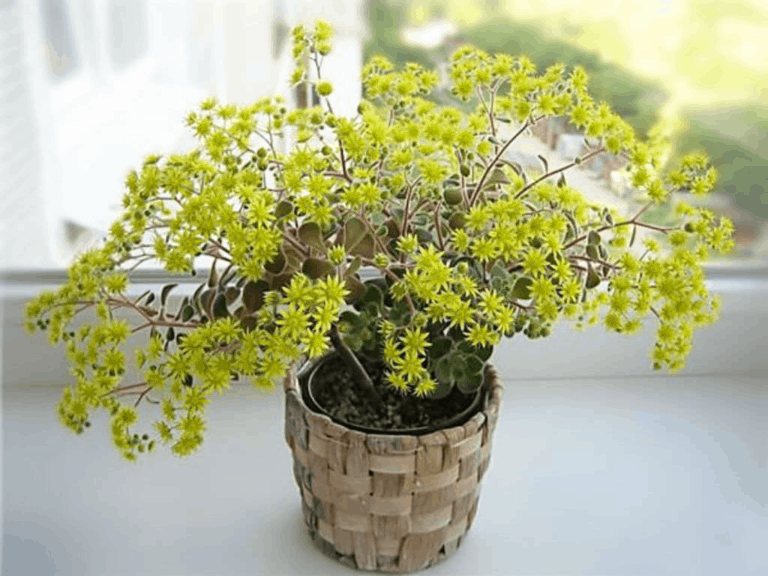 44 Types of Succulents with Pictures | Succulent Plants | Flower Glossary