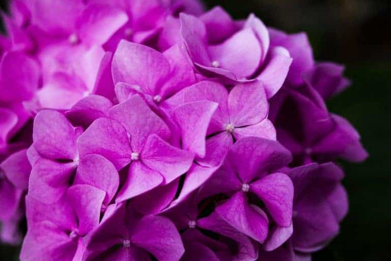 75 Types of Colorful Flowers with Pictures | Flower Glossary
