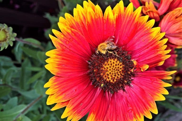 75 Types of Colorful Flowers with Pictures | Flower Glossary