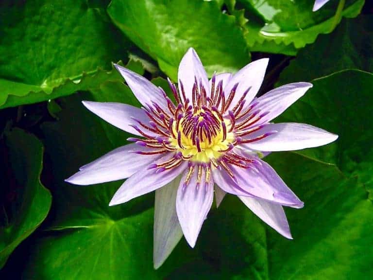 National Flowers by Country | National Flower | Flower Glossary