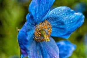 75 Types of Colorful Flowers with Pictures | Flower Glossary